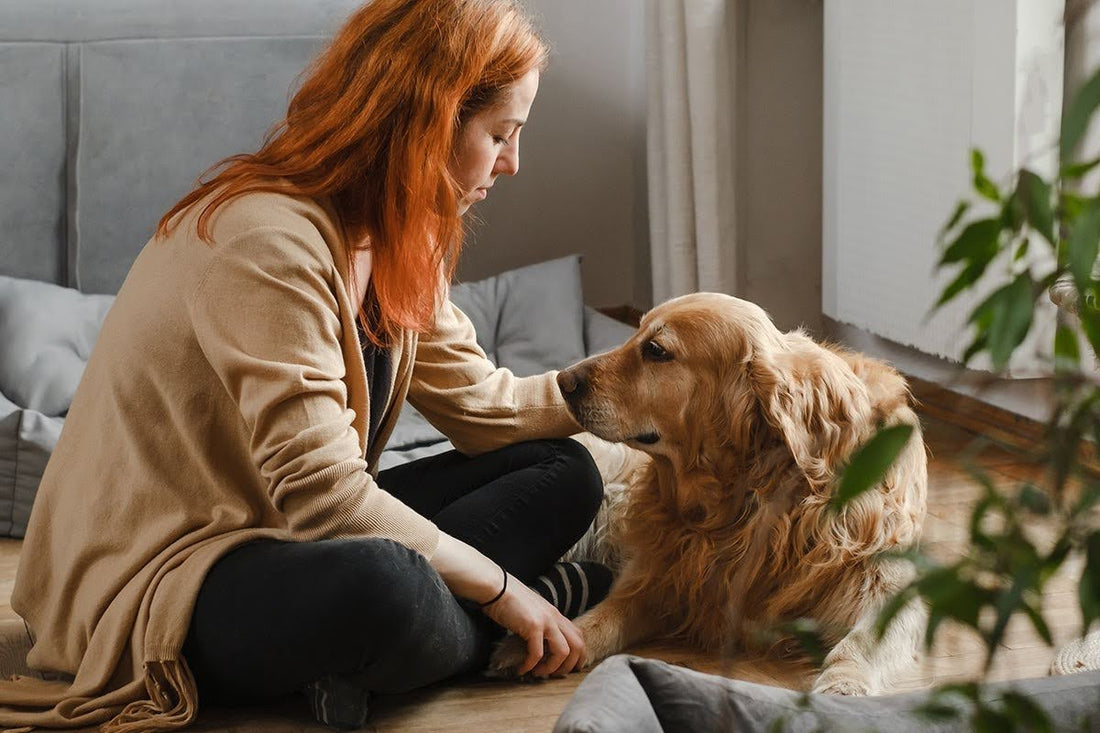 Finding the Best Dog Food for Sensitive Skin: A Real-World Guide for P ...