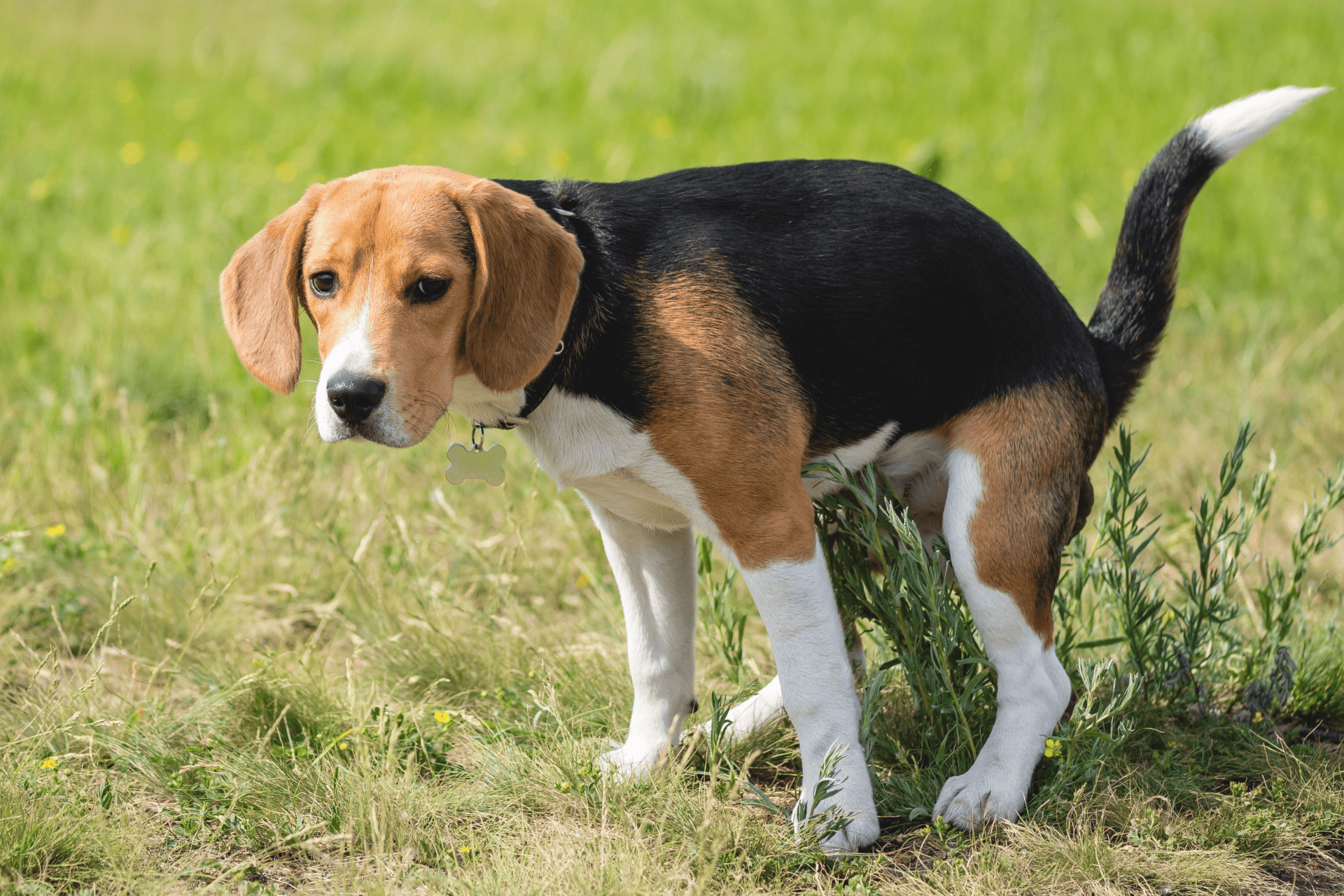 Effective Dog Constipation Remedies for Natural Digestion Support ...