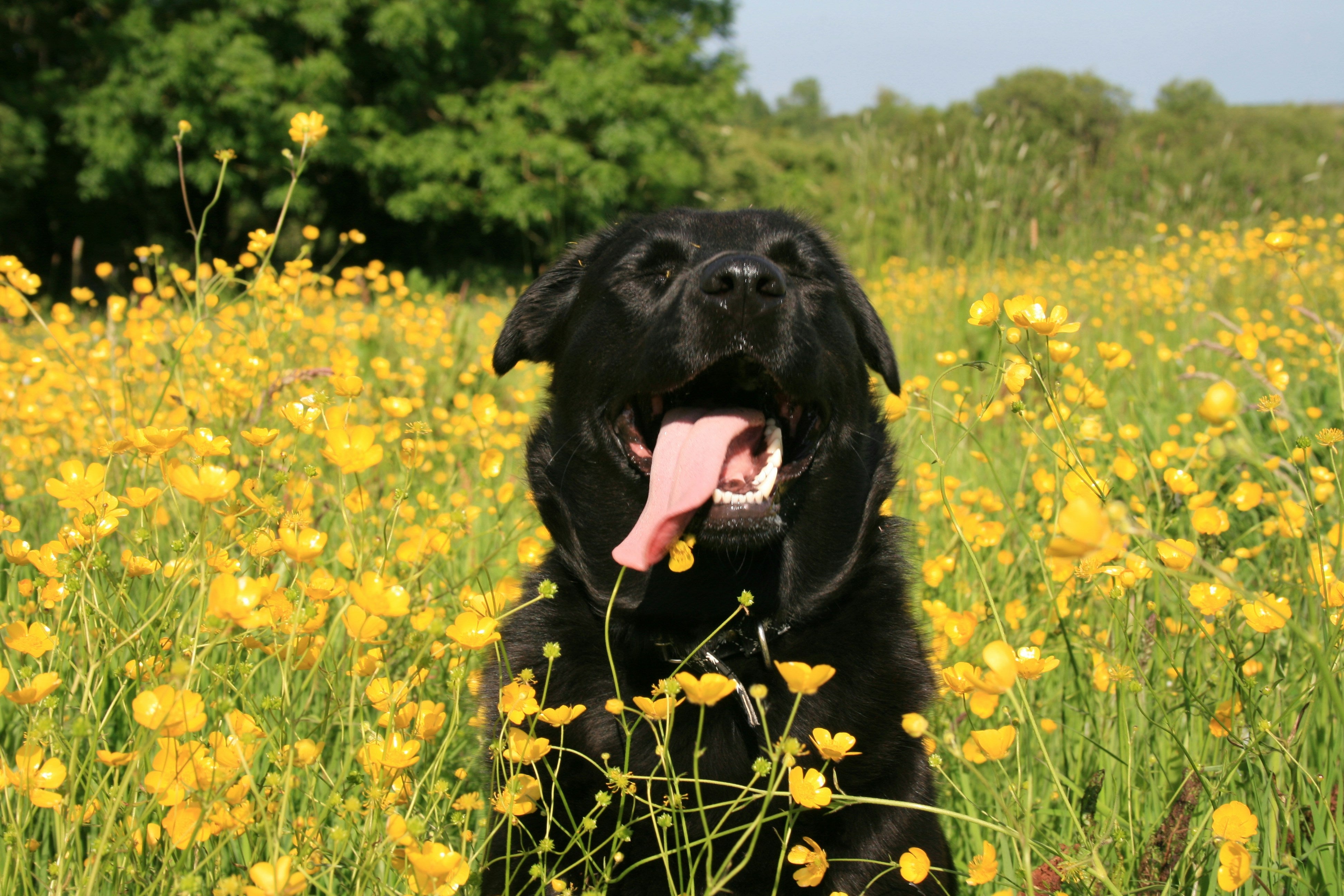 Allergy Alleviation: Natural Ways to Relieve Dog Allergies – Under the ...