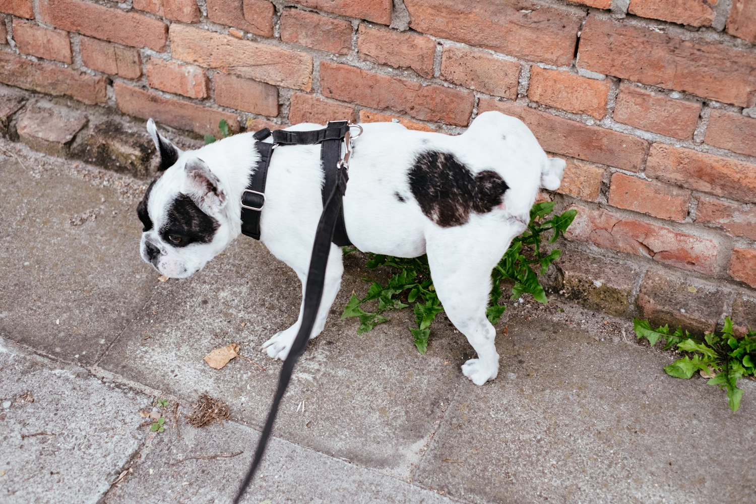 Why Does My Dog Kick His Back Leg Out? – Under the Weather