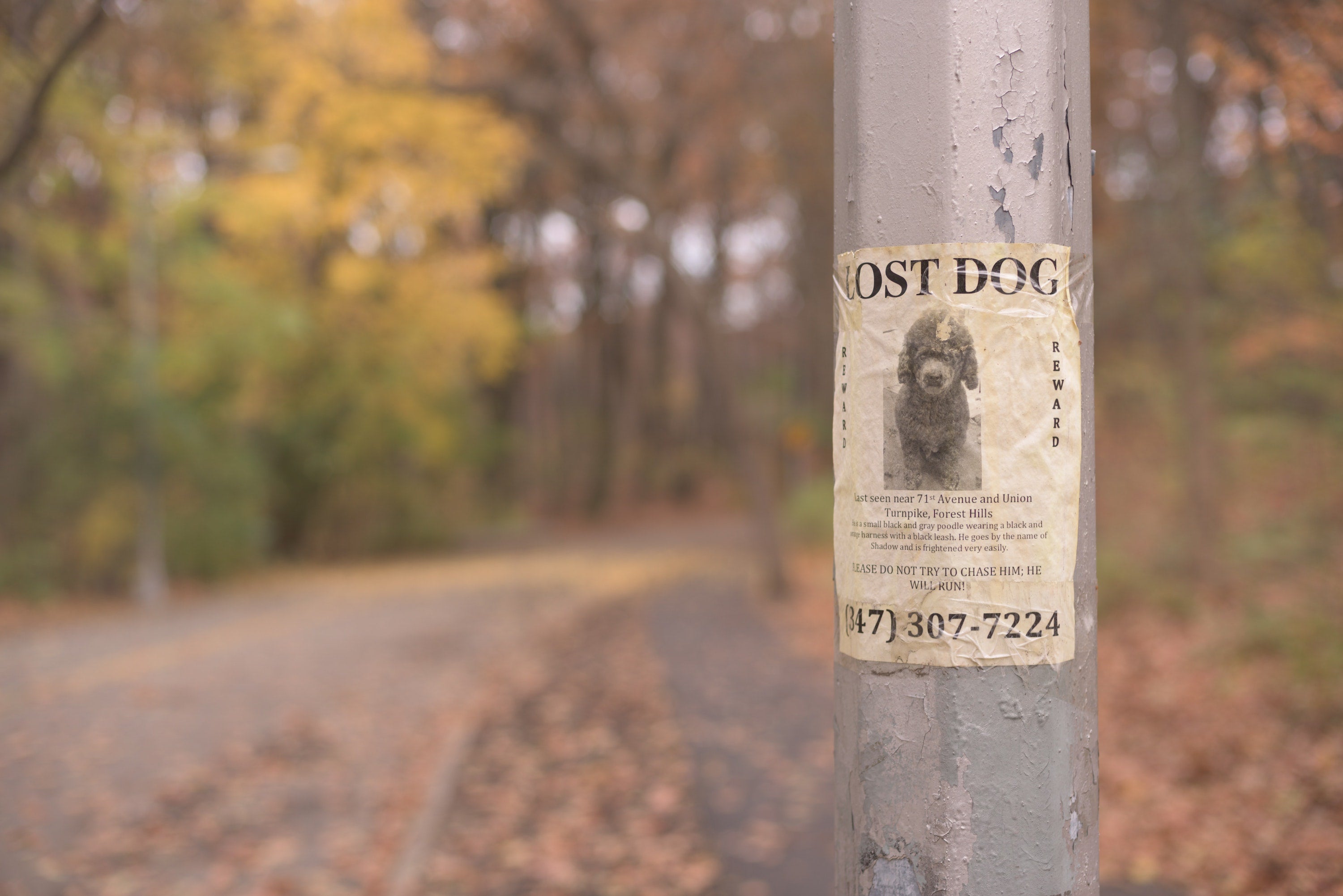 What To Do If Your Dog Goes Missing – Under the Weather