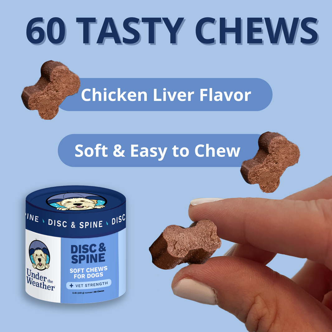 Colostrum for Cats: Enhancing Feline Health and Immunity – Under the ...