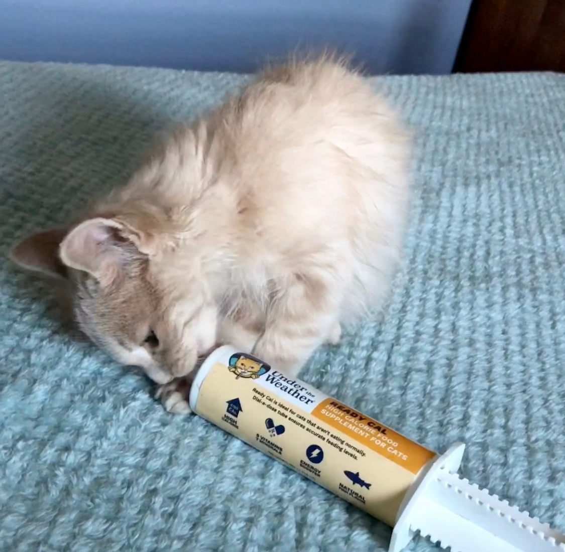 Ready Cal High-Calorie Supplement For Cats - 100cc – Under the Weather